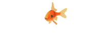 Goldfish Animated Gif Pictures at Best Animations